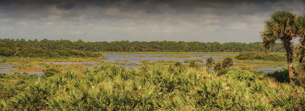 Hiking The Guana Trails - Ponte Vedra Naturally